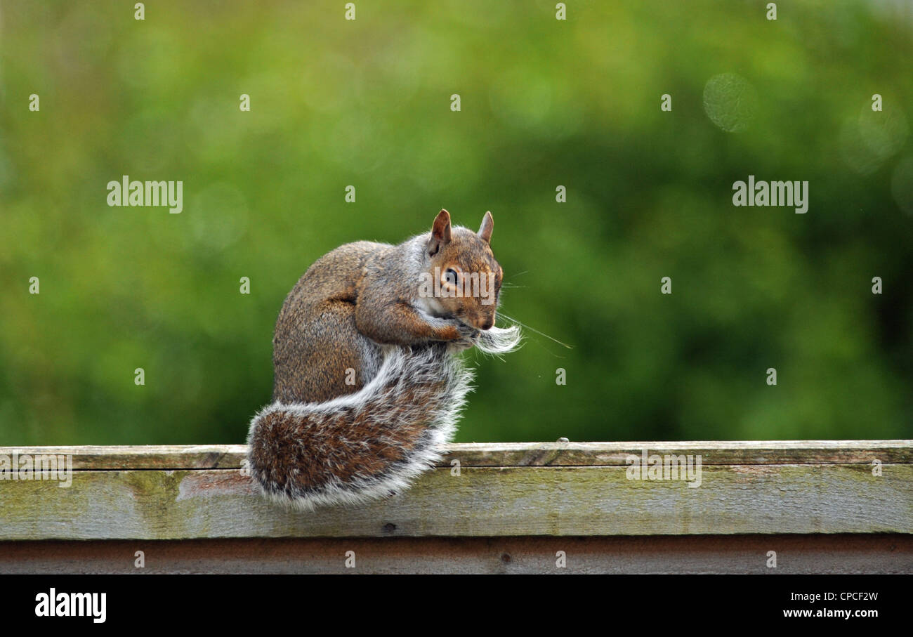 Squirrel Cleaning High Resolution Stock Photography and Images - Alamy