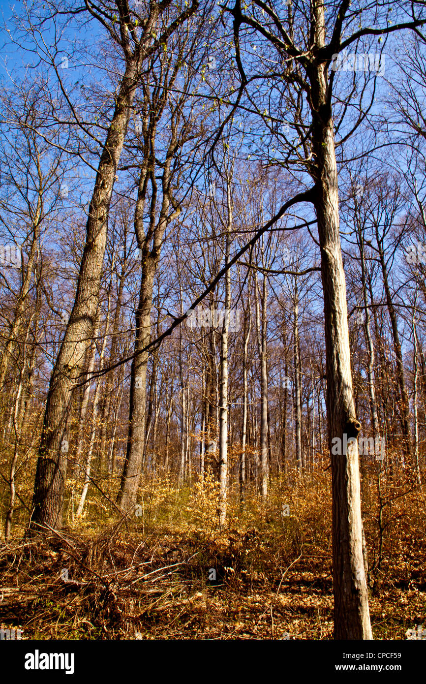 beautiful sunny spring day in the forest in nature Stock Photo - Alamy