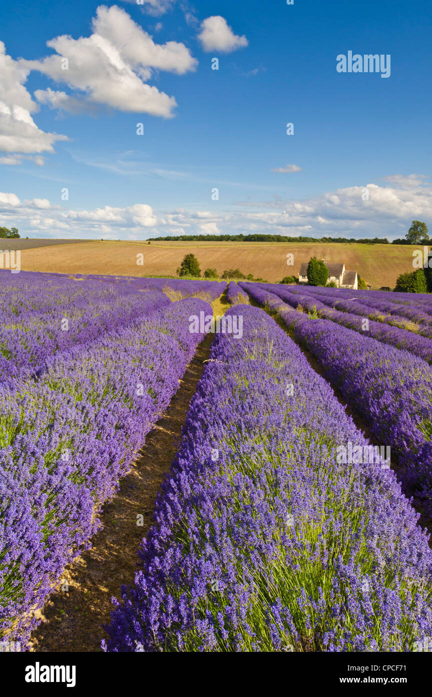 Rows of english lavender plants at snowshill lavender farm cotswolds ...