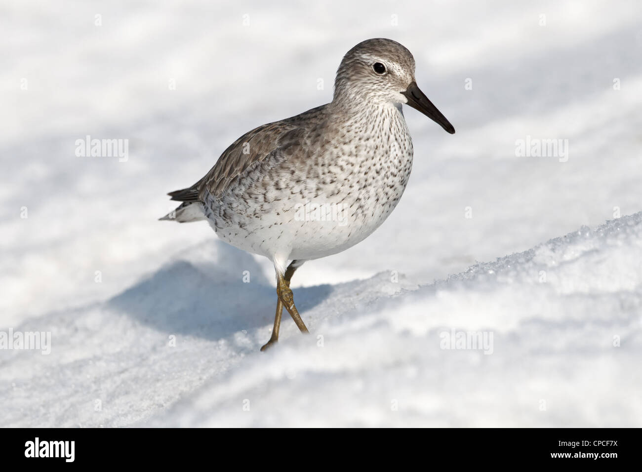 Winter plumage Knot/ Red Knot walking on snow Stock Photo - Alamy