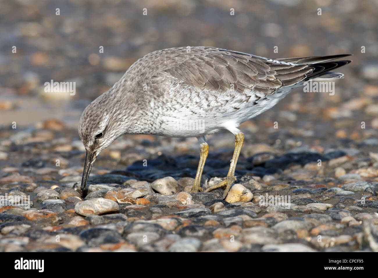 Winter plumage Knot/ Red Knot Stock Photo - Alamy