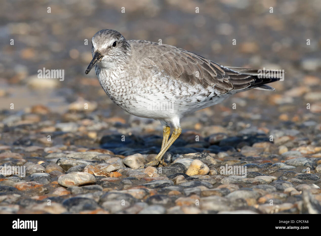 Winter plumage Knot/ Red Knot Stock Photo - Alamy