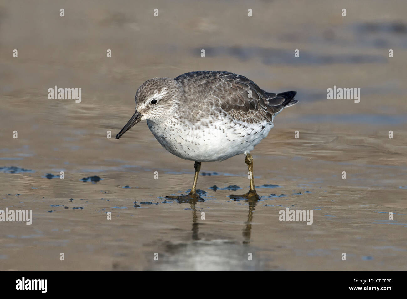 Winter plumage Knot/ Red Knot walking on ice Stock Photo - Alamy