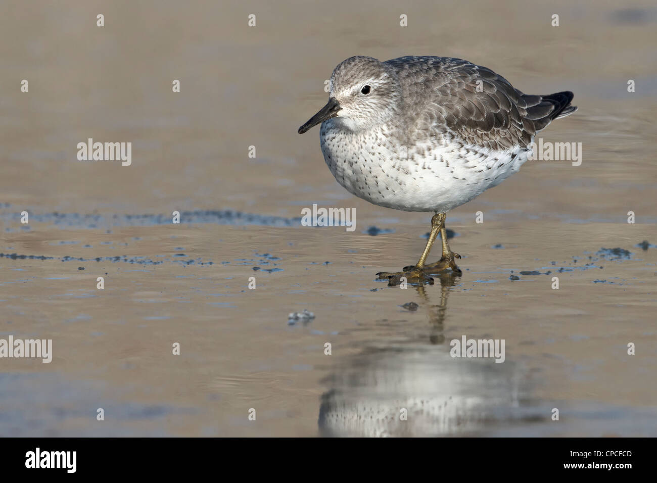 Winter plumage Knot/ Red Knot walking on ice Stock Photo - Alamy