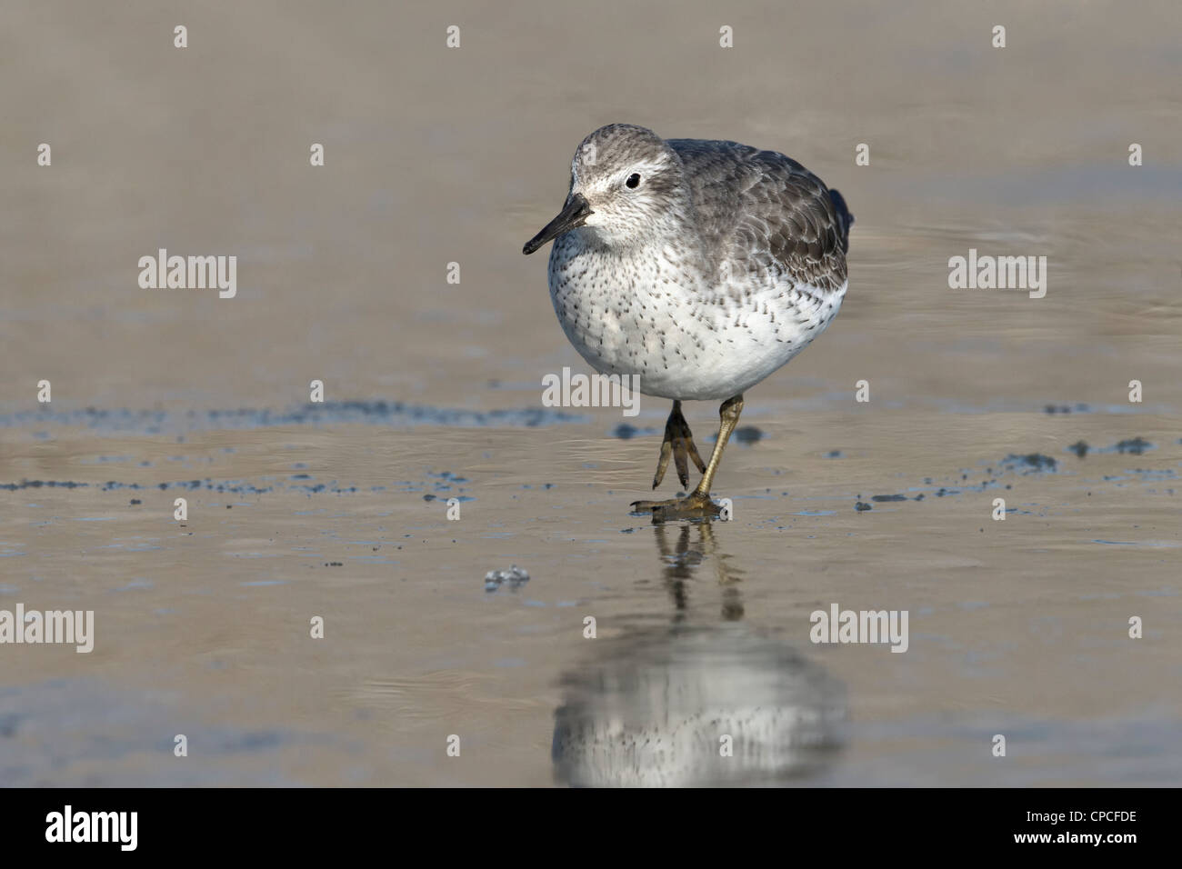 Winter plumage Knot/ Red Knot walking on ice Stock Photo - Alamy