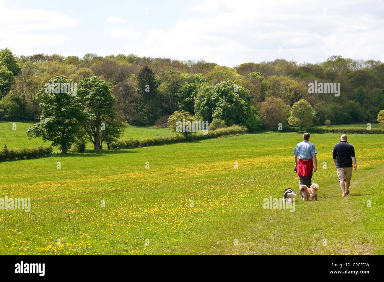 Walkers with dogs in the countryside at Hedgerley, Buckinghamshire ...