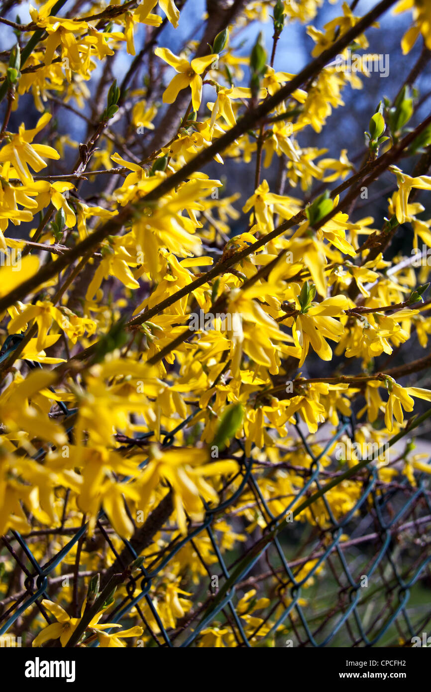 beautiful yellow forsythia flowers outdoor in spring Stock Photo - Alamy