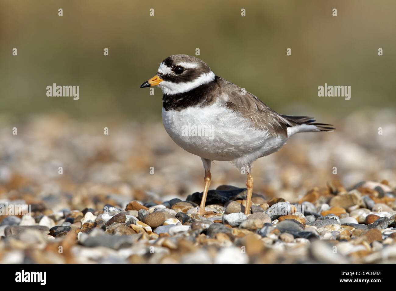An adult breeding/ summer plumage Ringed Plover Stock Photo - Alamy