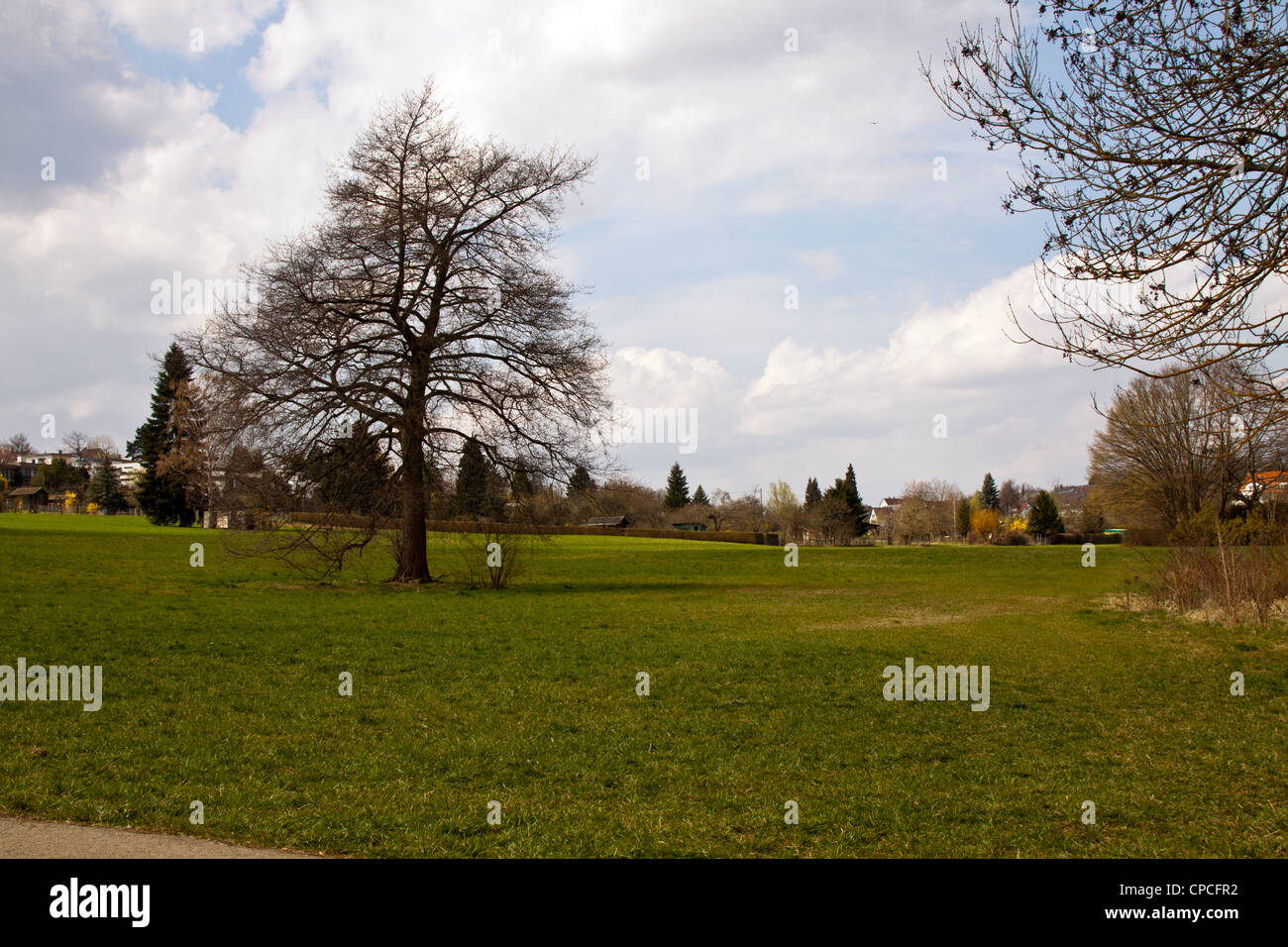 beautiful sunny spring day in the forest in nature Stock Photo - Alamy