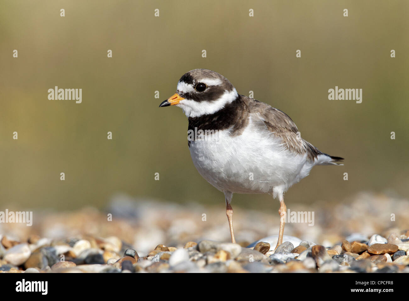 An adult breeding/ summer plumage Ringed Plover Stock Photo - Alamy