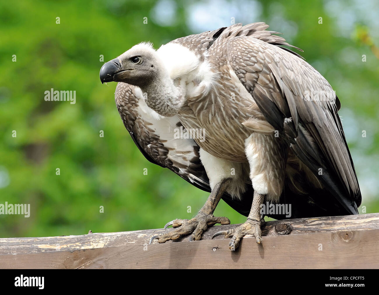 Big vulture portrait hi-res stock photography and images - Alamy