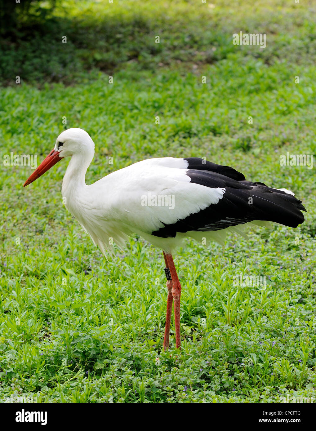White stork in the big garden Stock Photo - Alamy