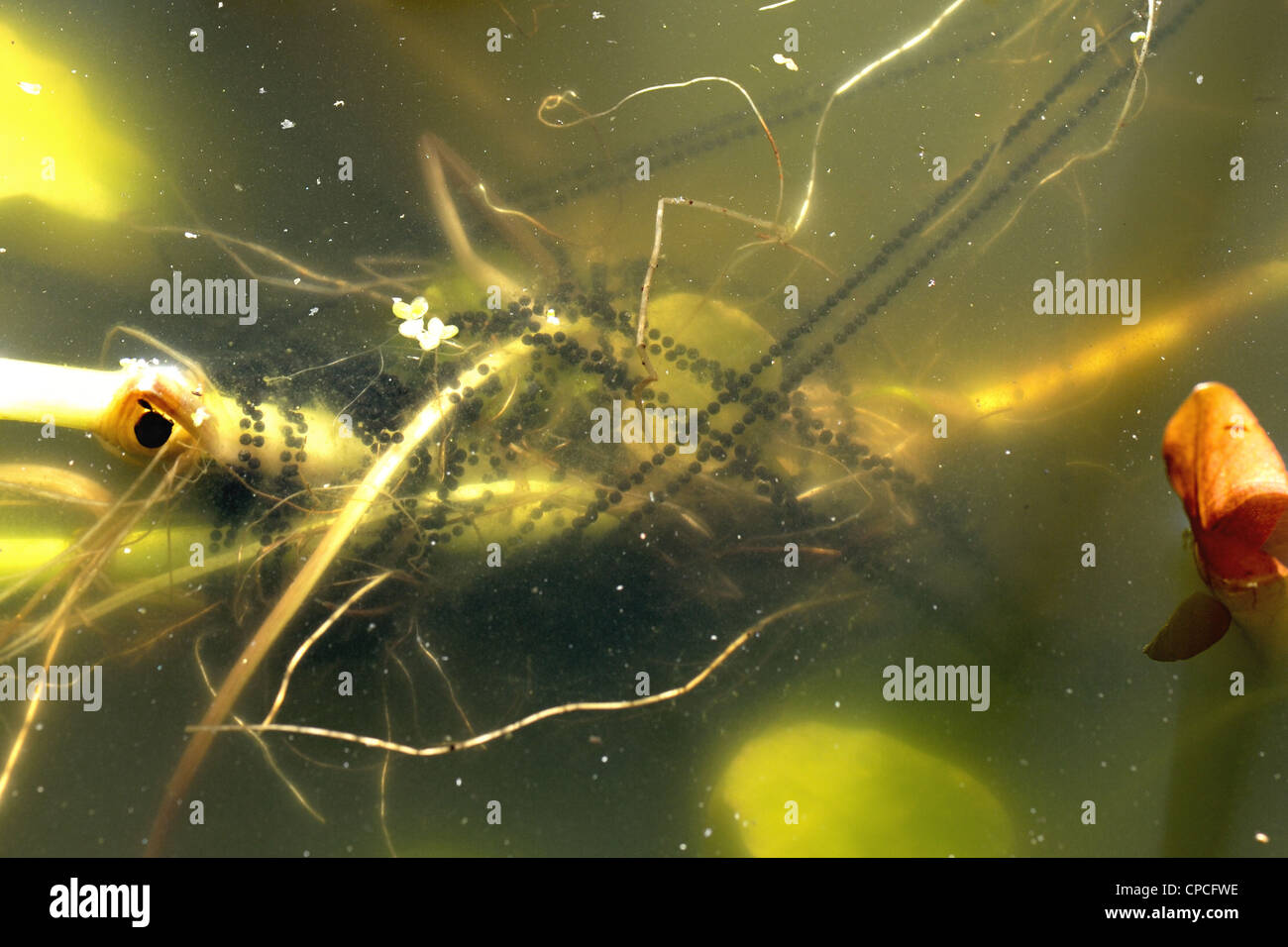 Toad spawn uk hi-res stock photography and images - Alamy