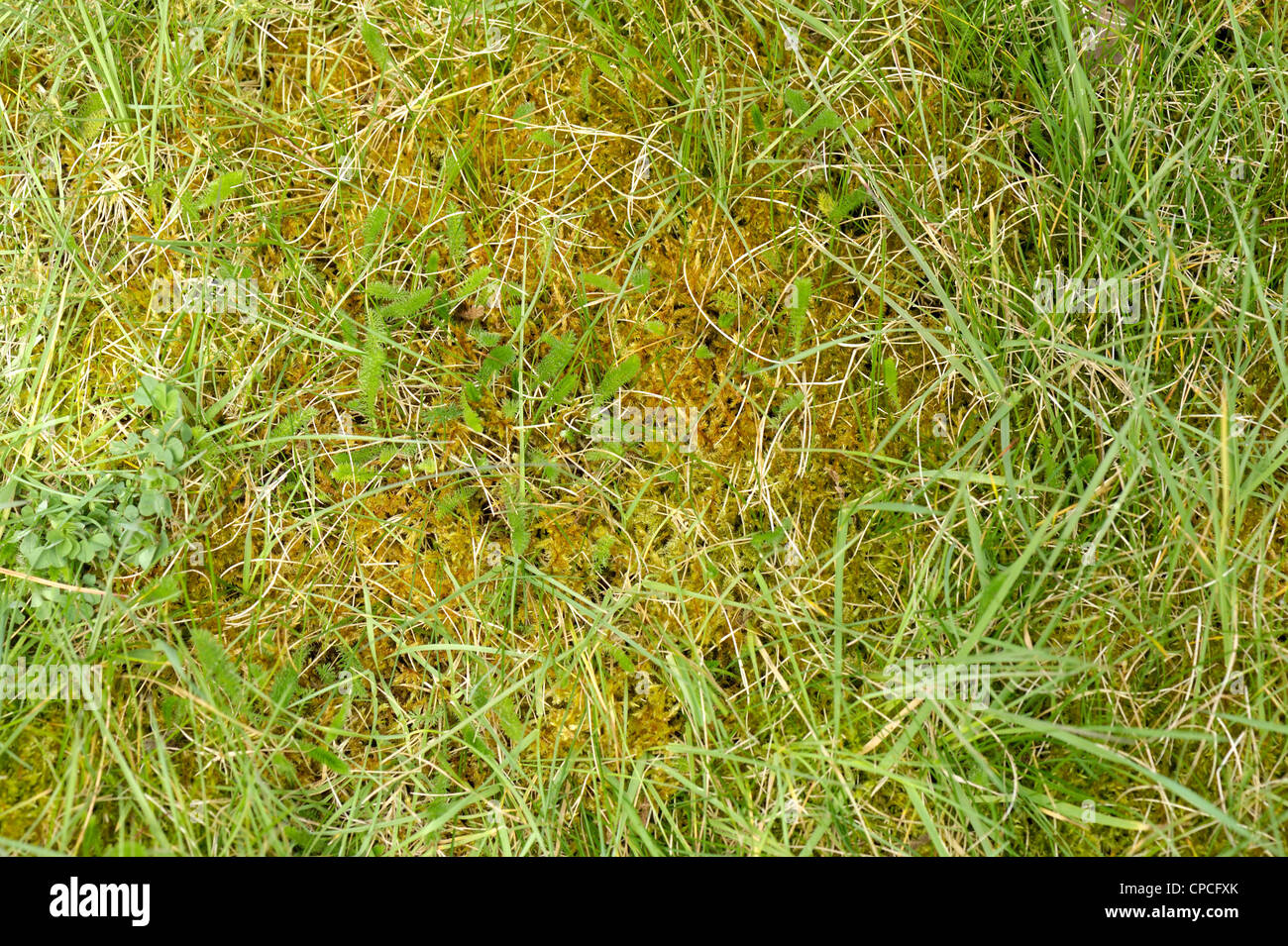 Severe moss infestation in a sparse garden lawn Stock Photo - Alamy