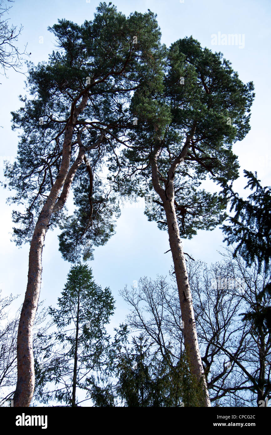 beautiful sunny spring day in the forest in nature Stock Photo - Alamy