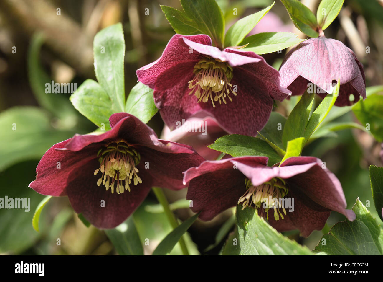 Dark red flowers of Helleborus x hybridus 'Ashwood Seedling Stock Photo ...