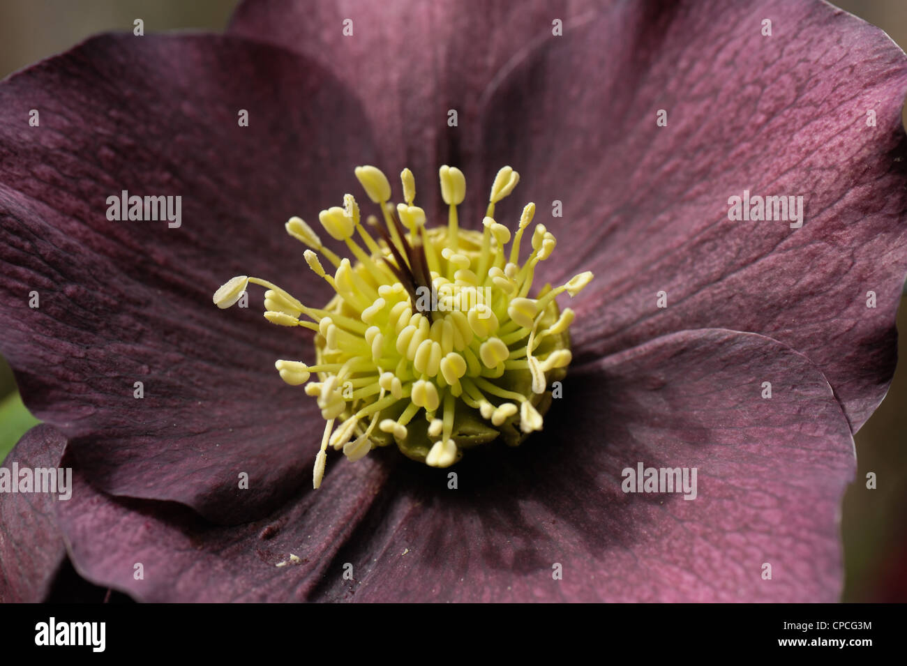 Dark red flowers of Helleborus x hybridus 'Ashwood Seedling Stock Photo ...