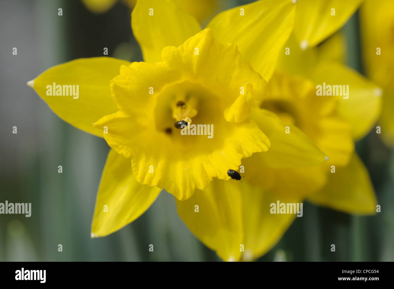 Pollen beetle daffodil hi-res stock photography and images - Alamy