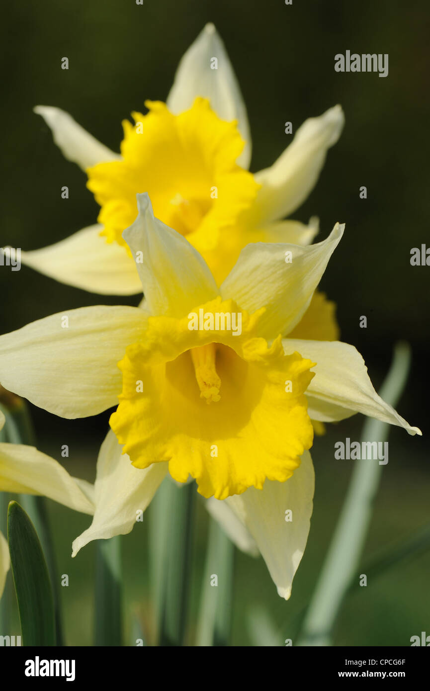 A wild daffodil or lent lily (Narcissus pseudonarcissus) flowers in ...