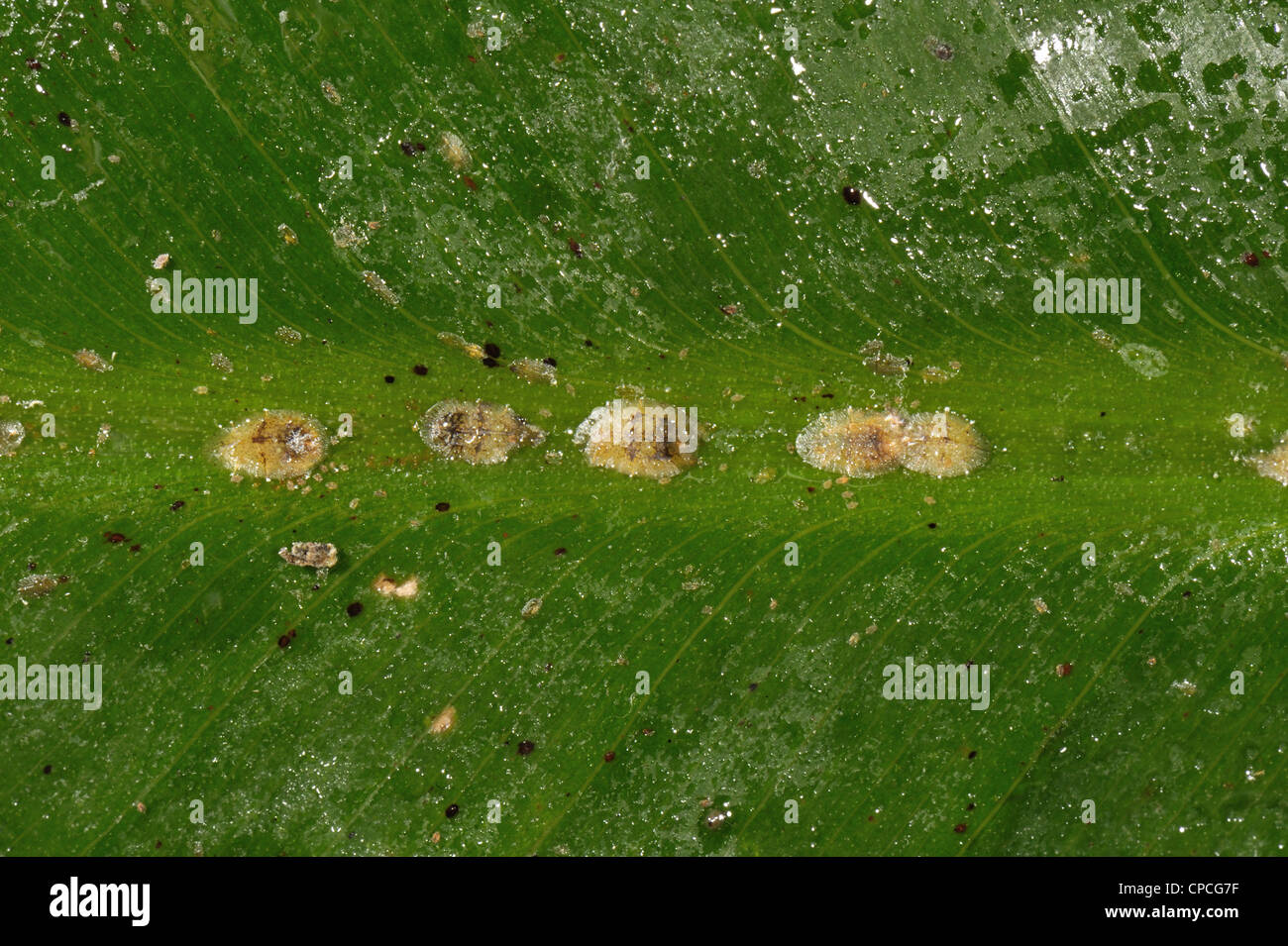Honeydew & soft brown scale insects (Coccus hesperidum) on a banana ...