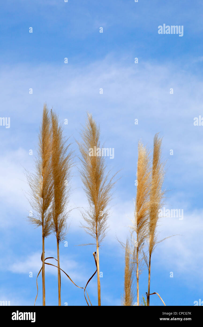 Flowering of the reed Stock Photo - Alamy