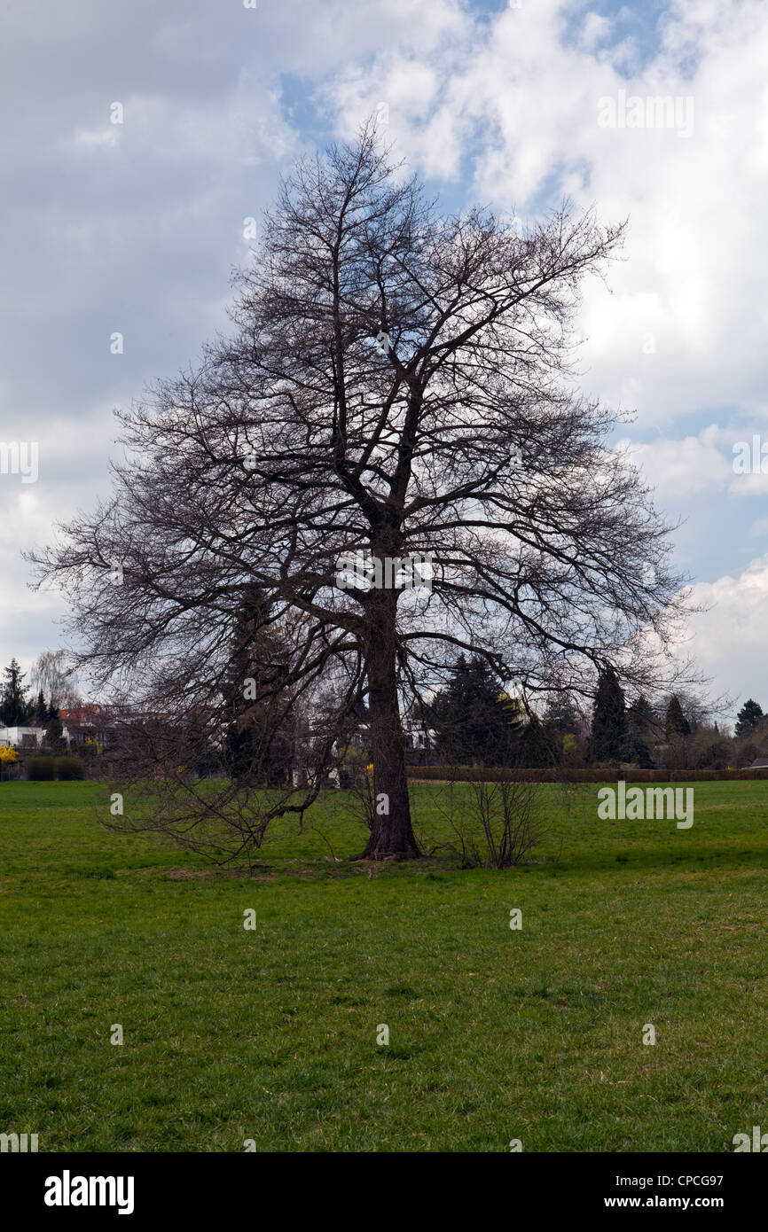 beautiful sunny spring day in the forest in nature Stock Photo - Alamy
