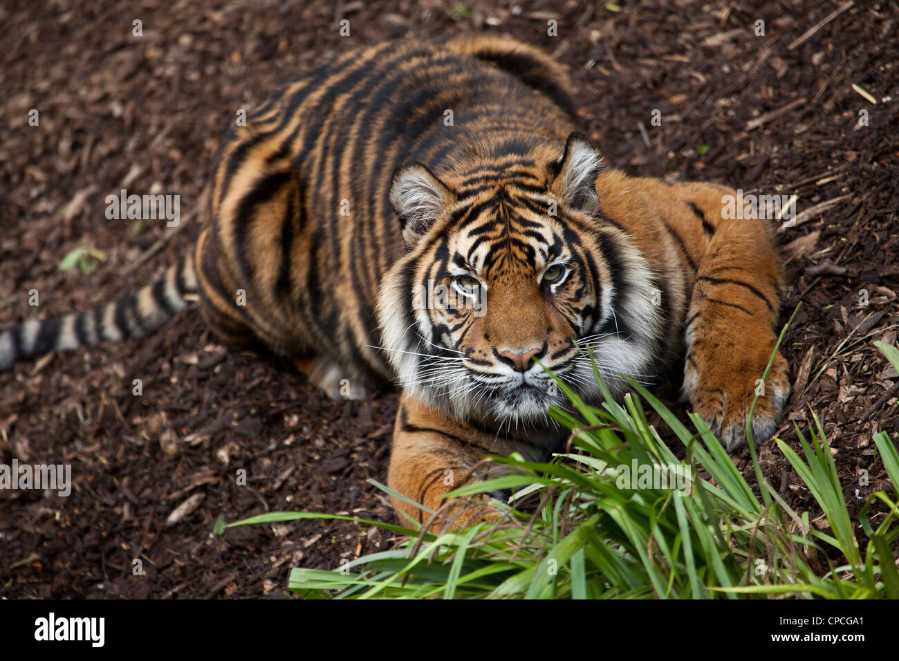 Stalking tiger hi-res stock photography and images - Alamy