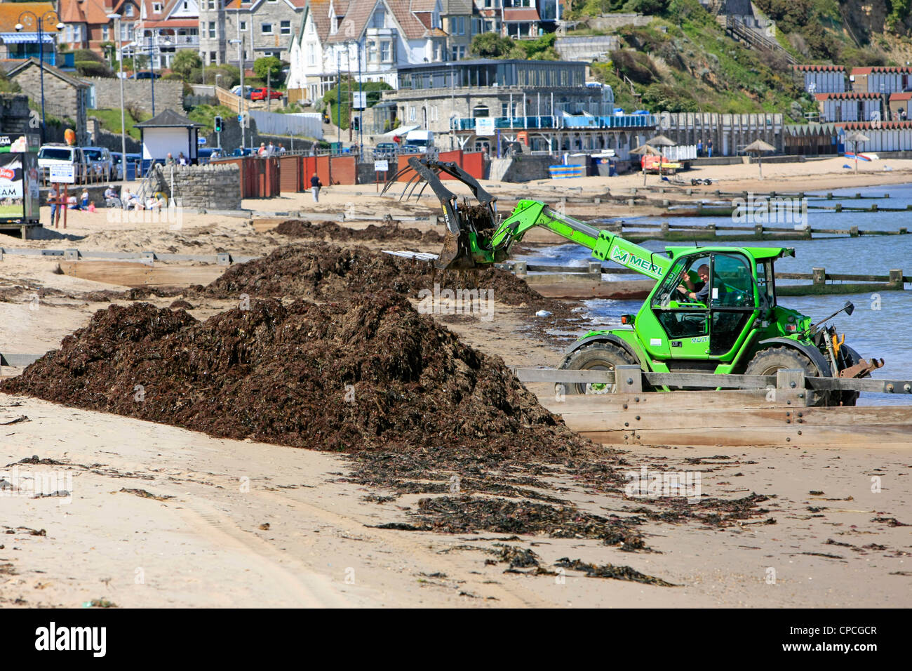Heavy machinery gathering tons of seaweed washed up onto Swanage beach ...