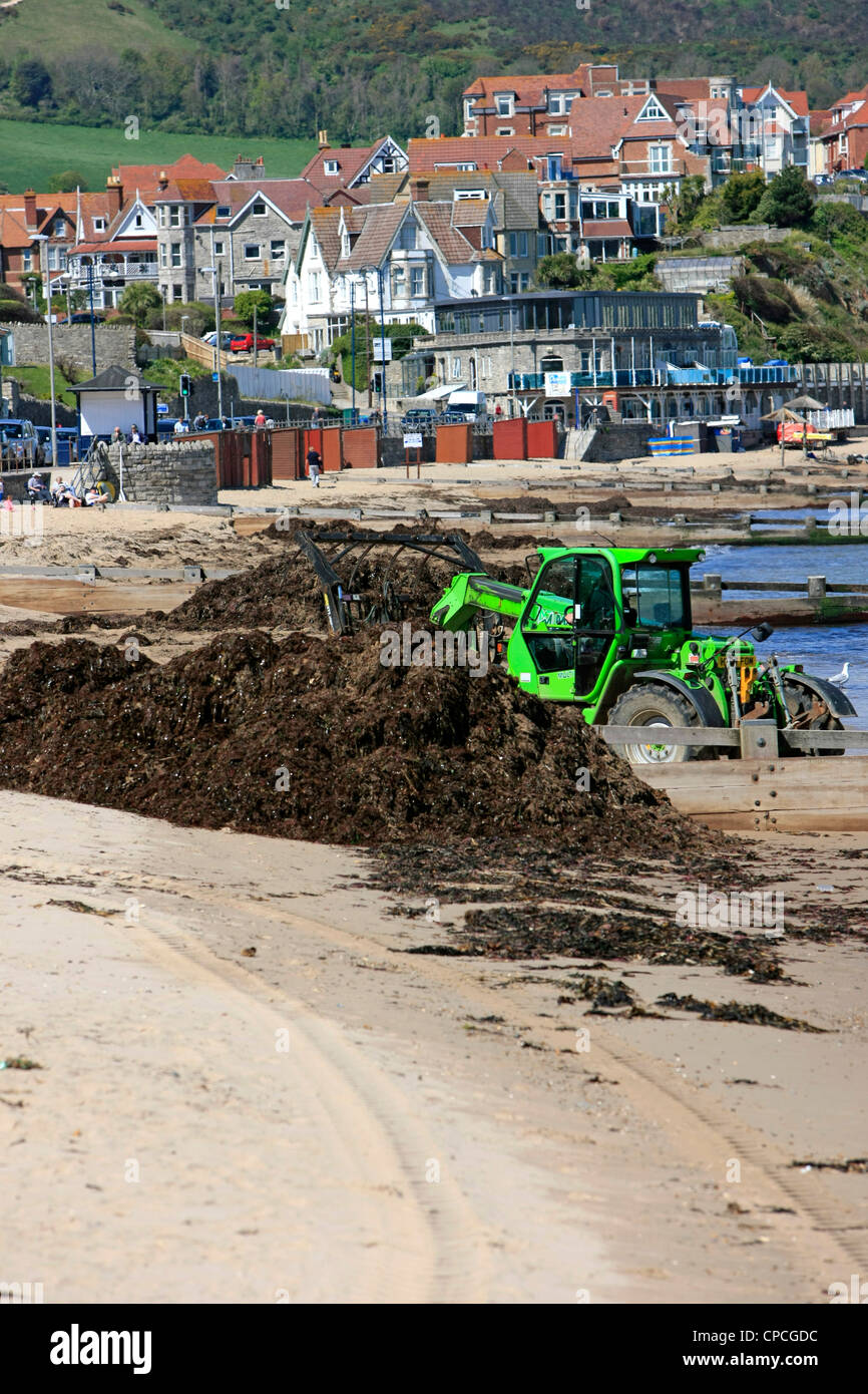Seaweed removal hi-res stock photography and images - Alamy