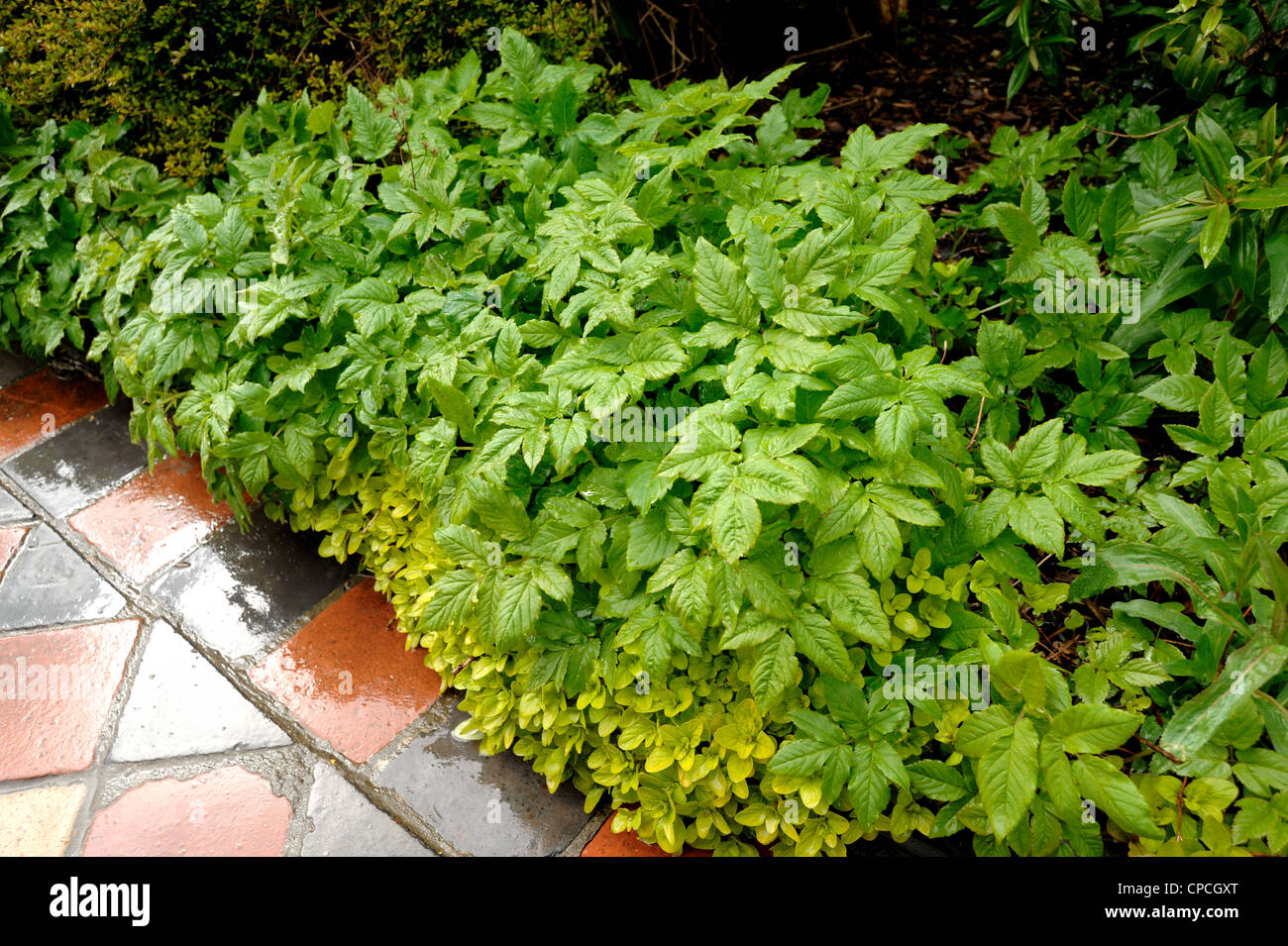 Choking weeds hi-res stock photography and images - Alamy