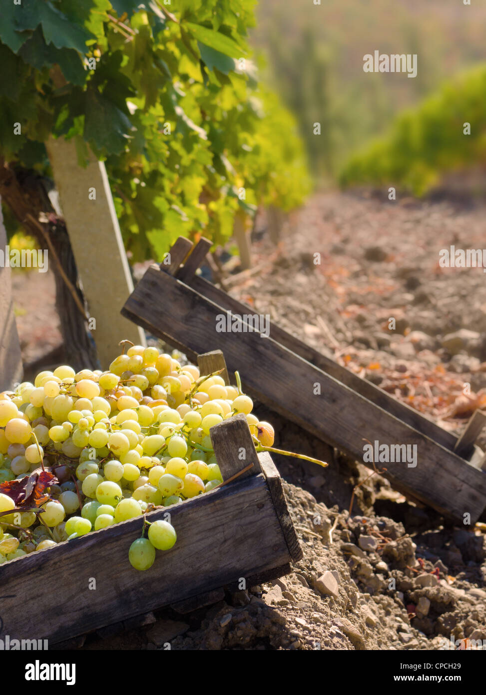 Harvested green grapes in wooden crates at vineyard autumn time Stock ...