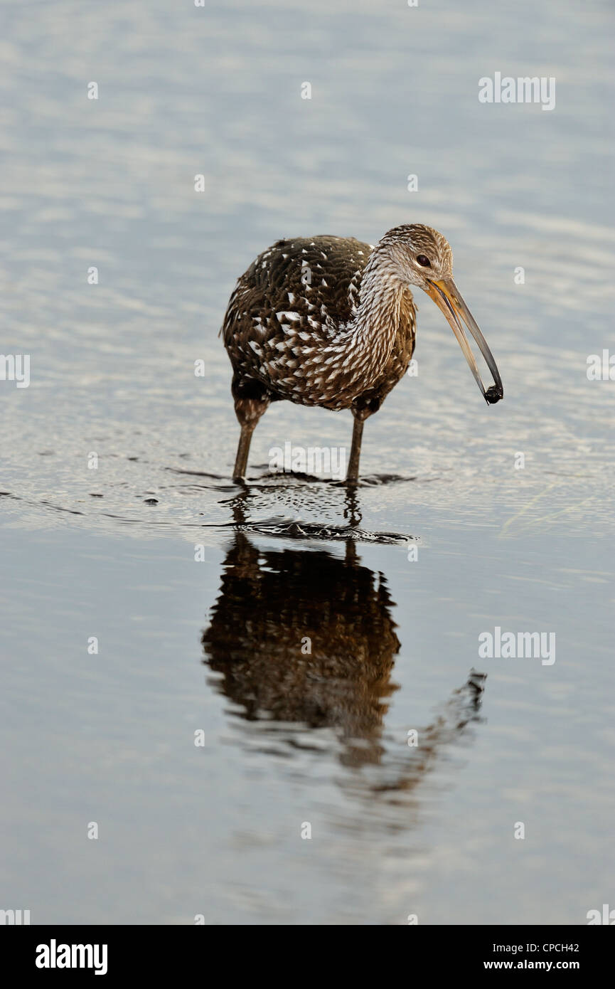 Florida Limpkin (Aramus guarauna) Hunting snails, Myakka River State ...