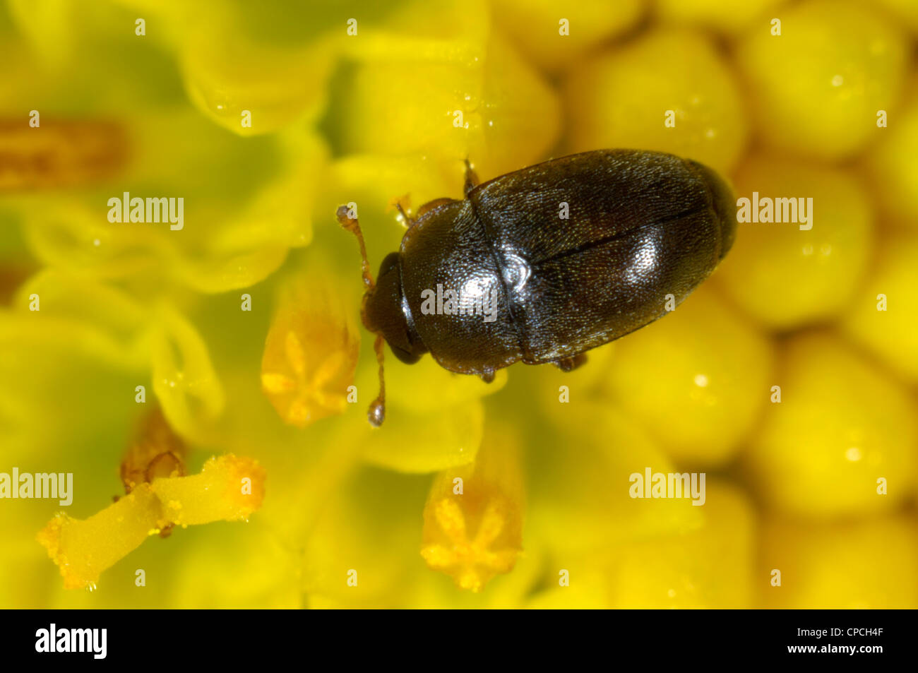 A pollen beetle (Brassicogethes aeneus) on a Leopards bane (Doronicum ...
