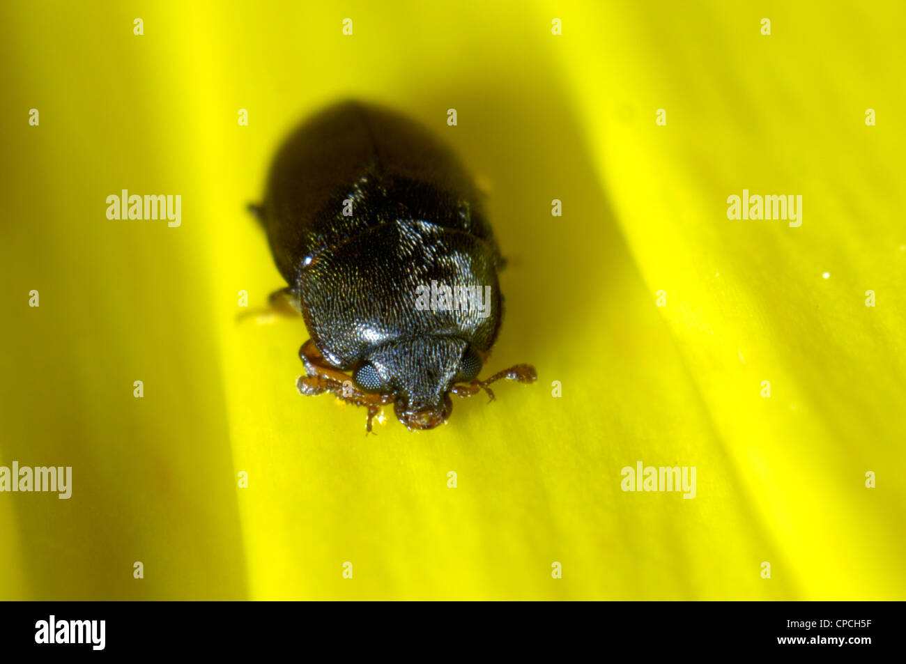 A pollen beetle (Brassicogethes aeneus) on a Leopards bane (Doronicum ...