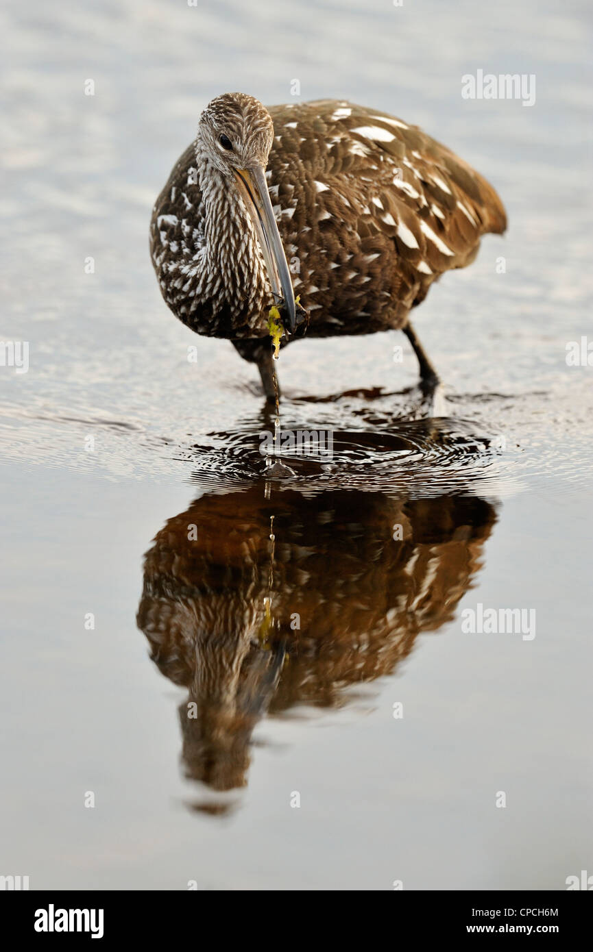 Florida Limpkin (Aramus guarauna) Hunting snails, Myakka River State ...