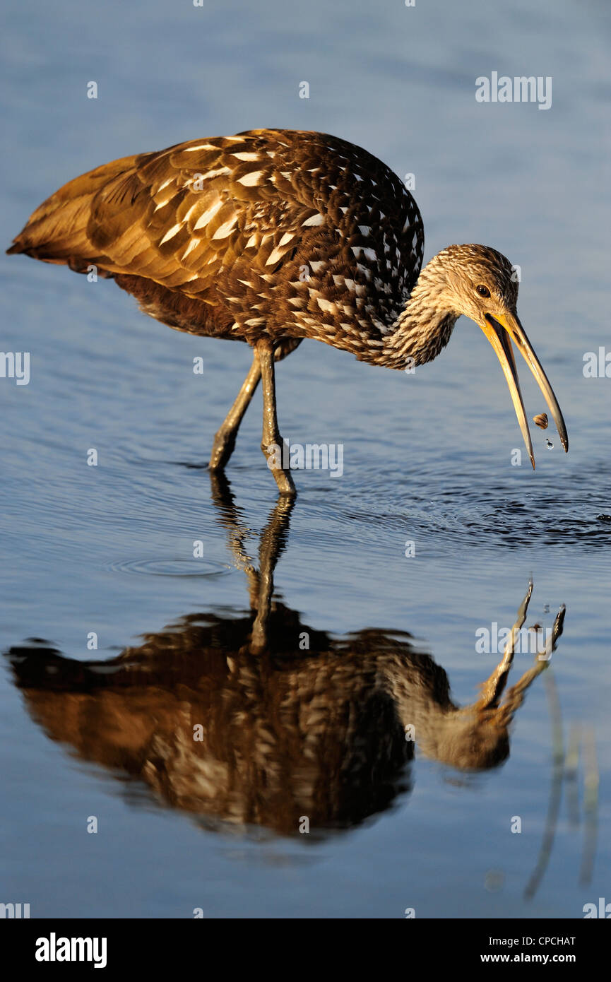 Florida Limpkin (Aramus guarauna) Hunting snails, Myakka River State ...