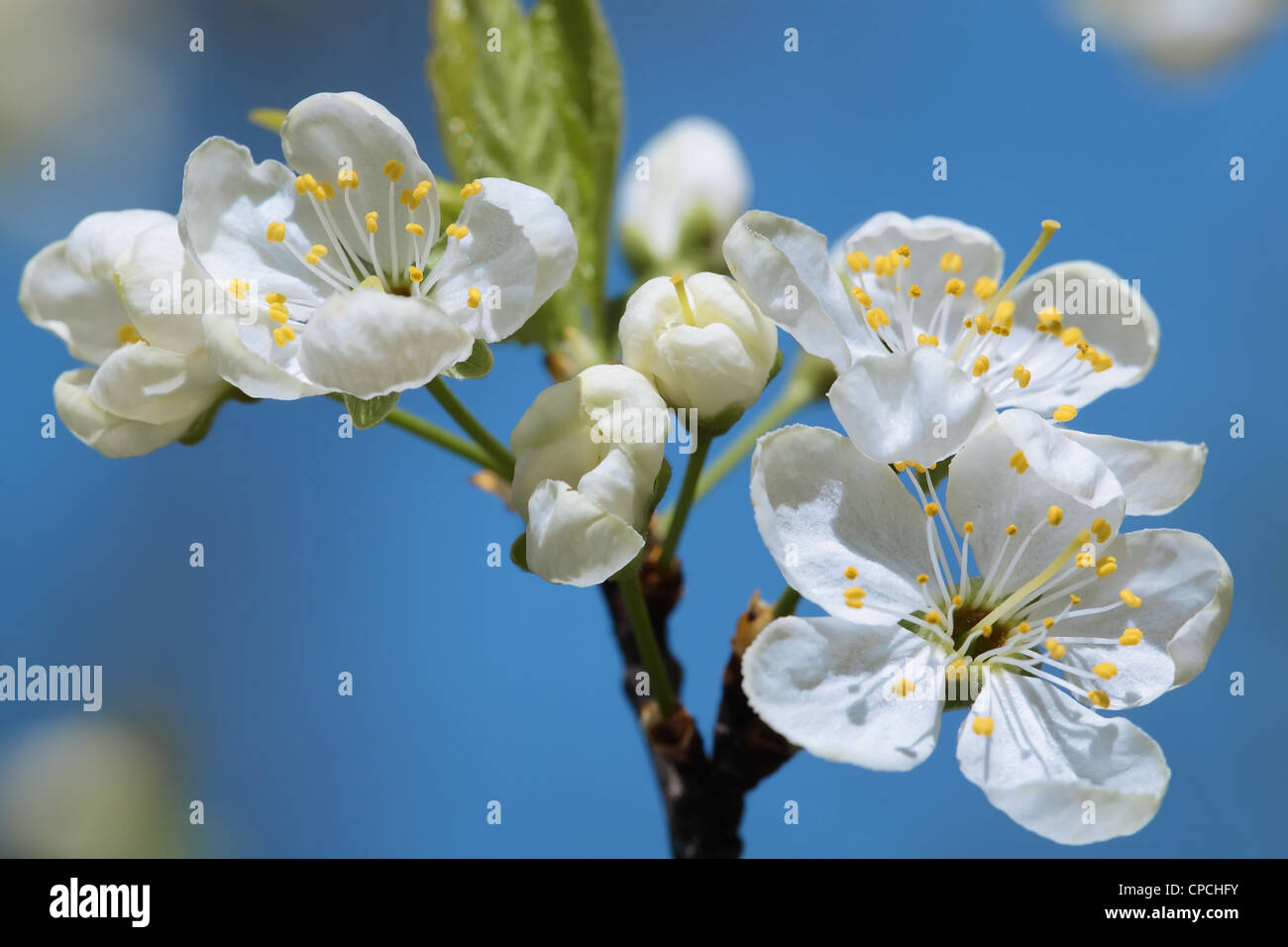 Close-up view of blossoming apple tree flowers Stock Photo - Alamy