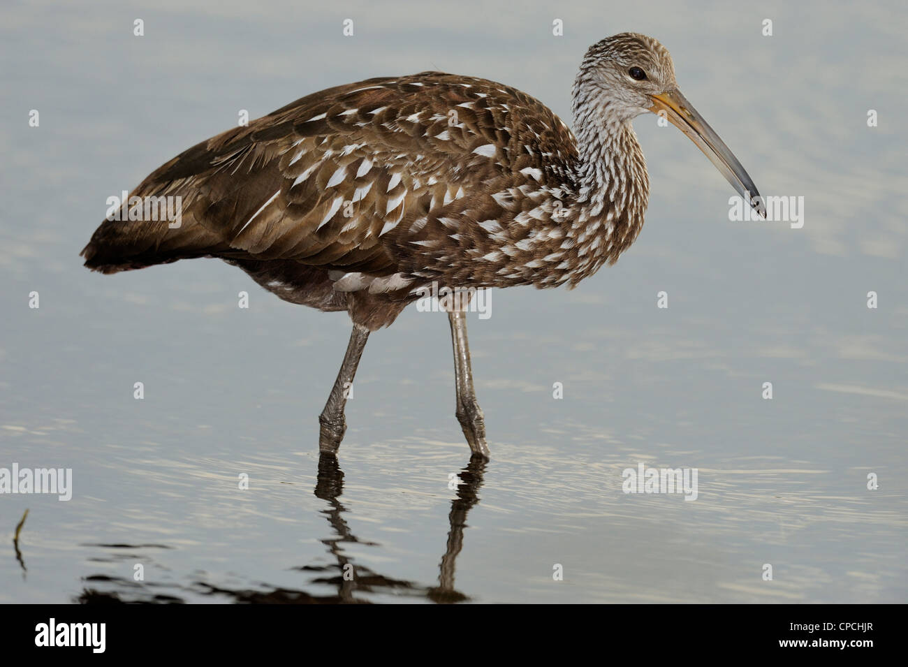 Florida Limpkin (Aramus guarauna) Hunting snails, Myakka River State ...