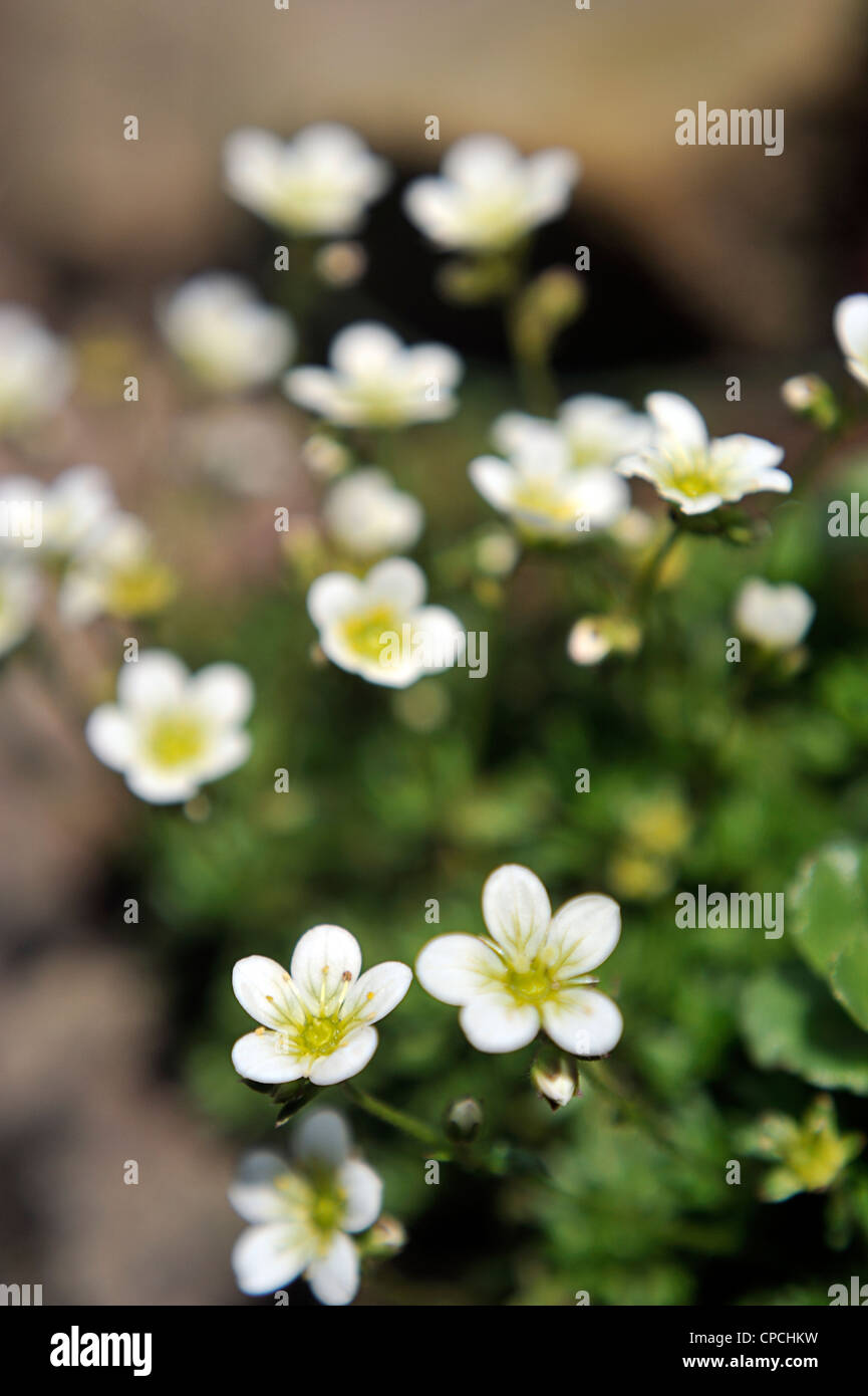 Piskie High Resolution Stock Photography and Images - Alamy