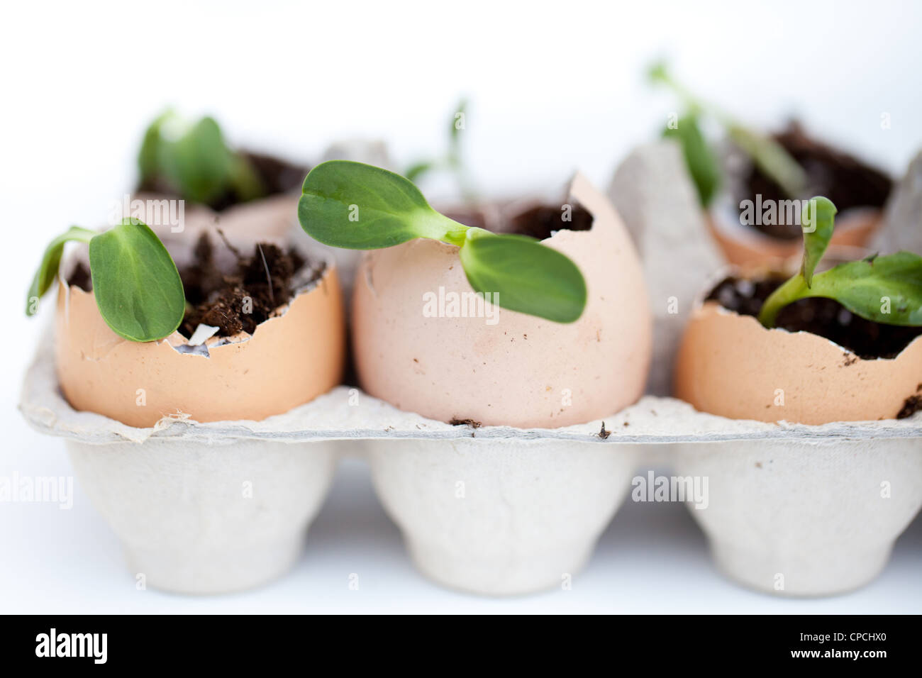 Green egg hi-res stock photography and images - Alamy