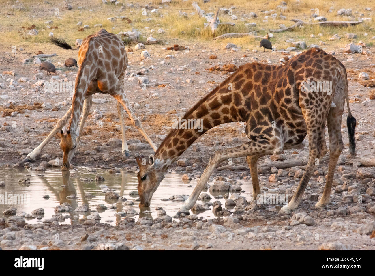 two giraffes drinking at waterhole in Etosha NP, Namibia Stock Photo - Alamy