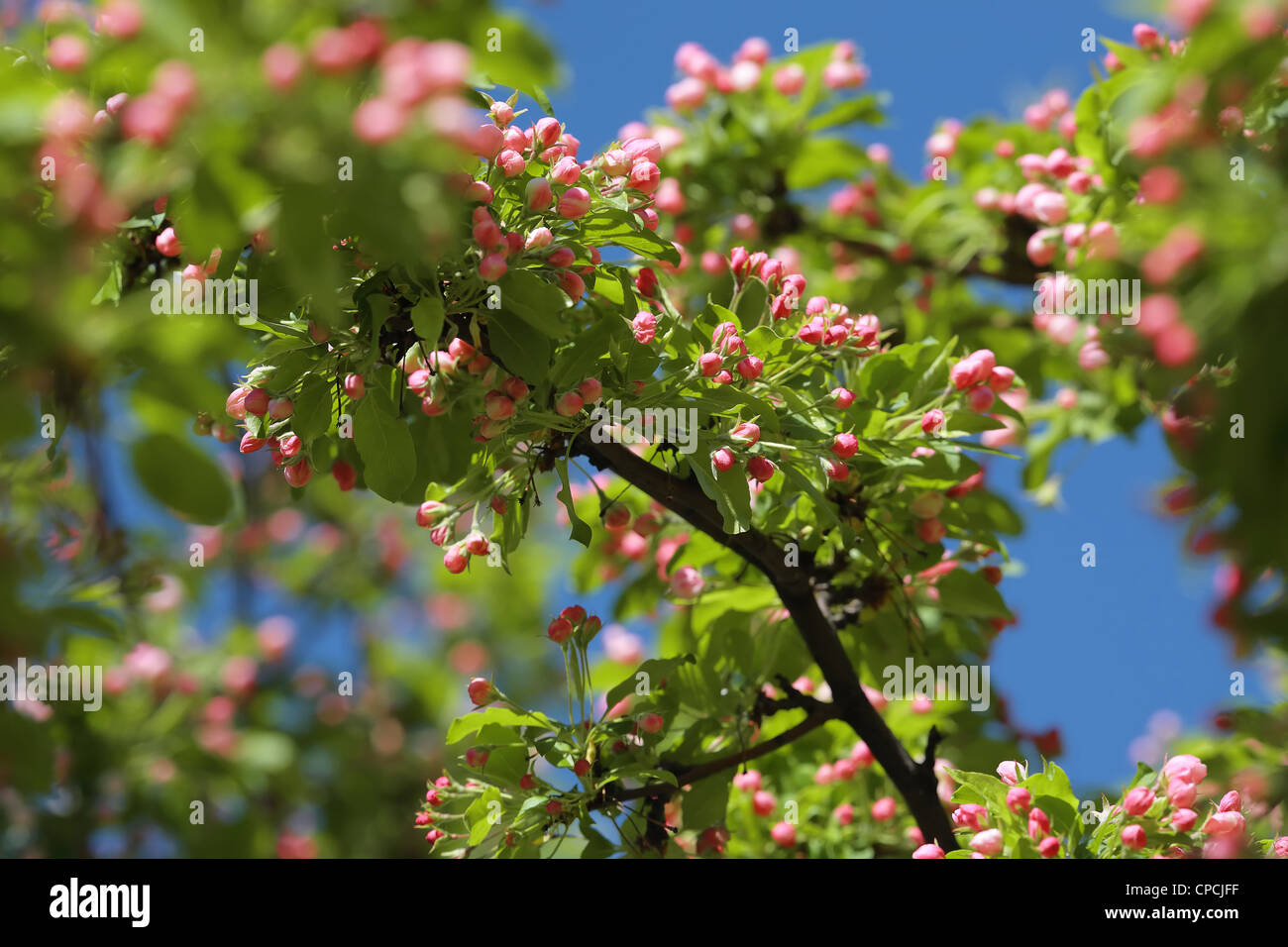 Close-up view of blossoming apple tree flowers Stock Photo - Alamy