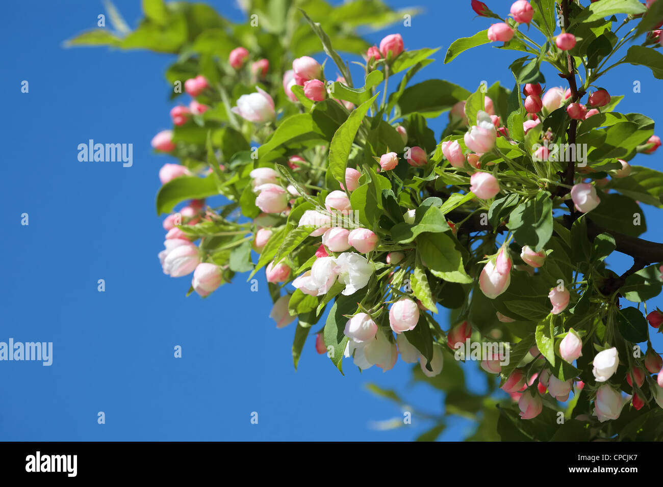 Close-up view of blossoming apple tree flowers Stock Photo - Alamy