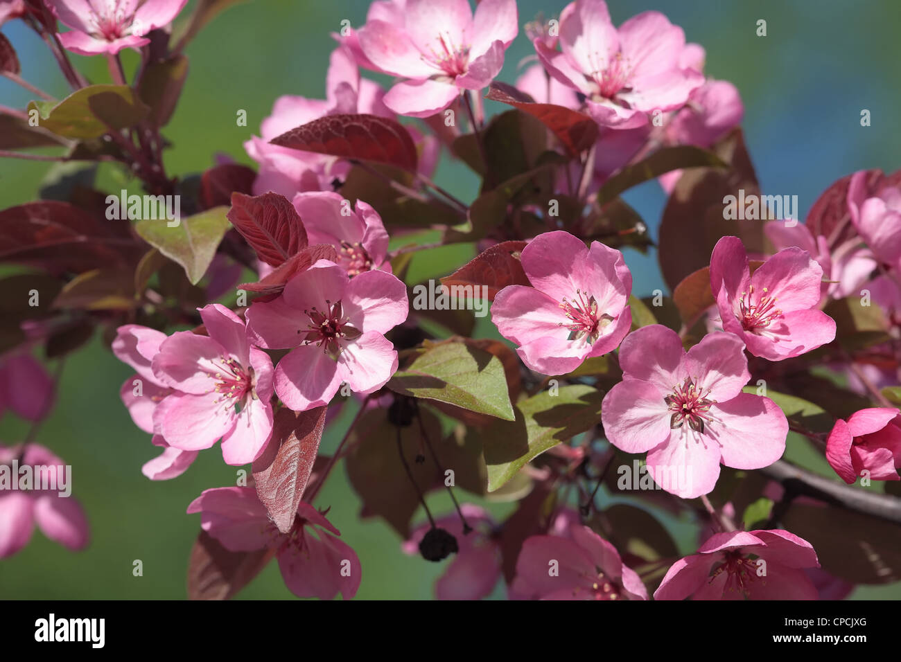 Close-up view of blossoming apple tree flowers. Malus x purpurea Stock ...