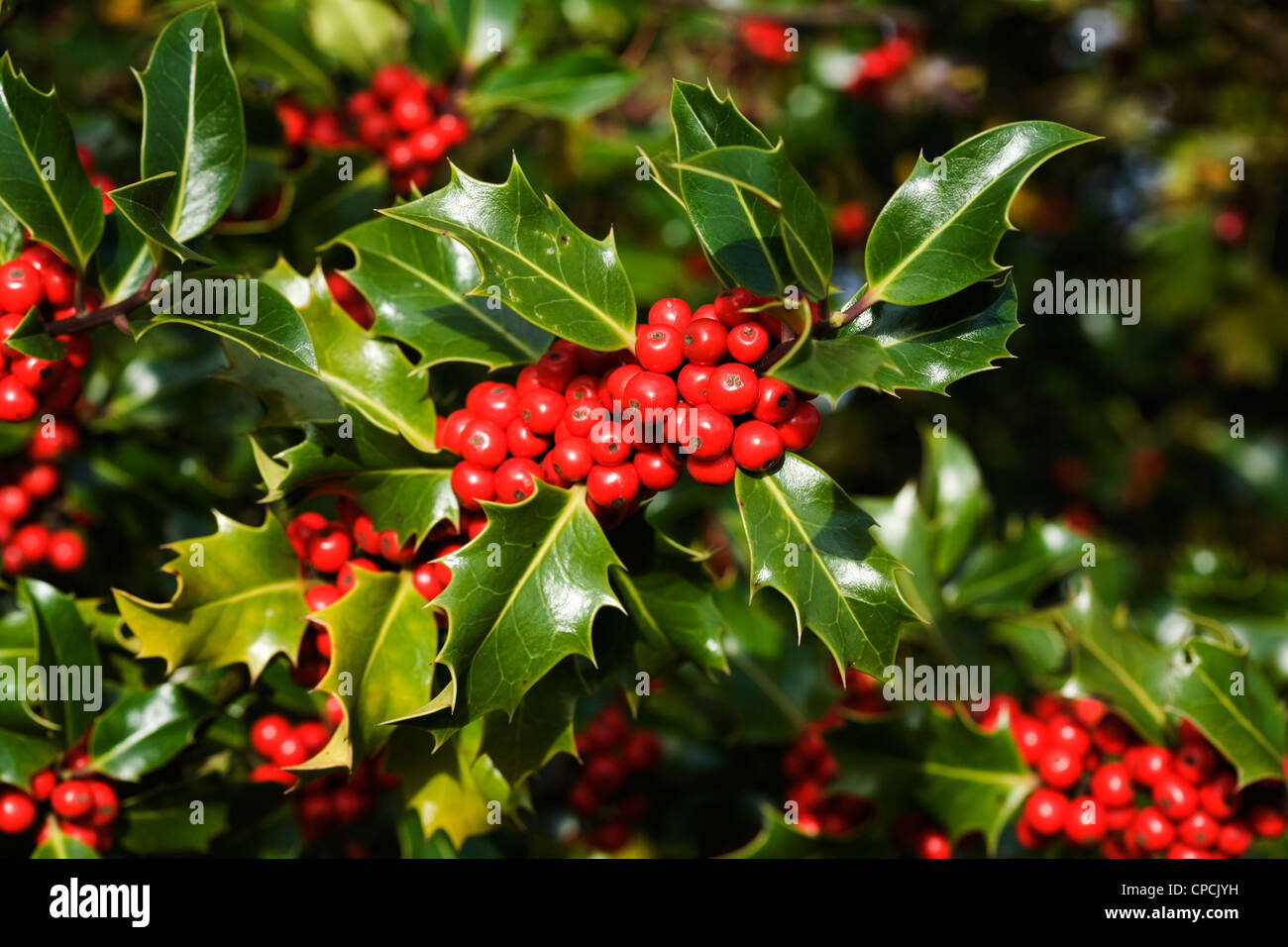 Holly Tree with berries Autumn The Fall Alderley Edge Cheshire England ...