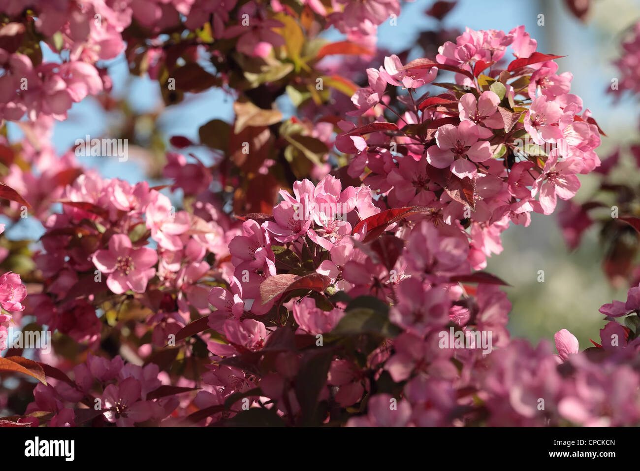Close-up view of blossoming apple tree flowers. Malus x purpurea Stock ...