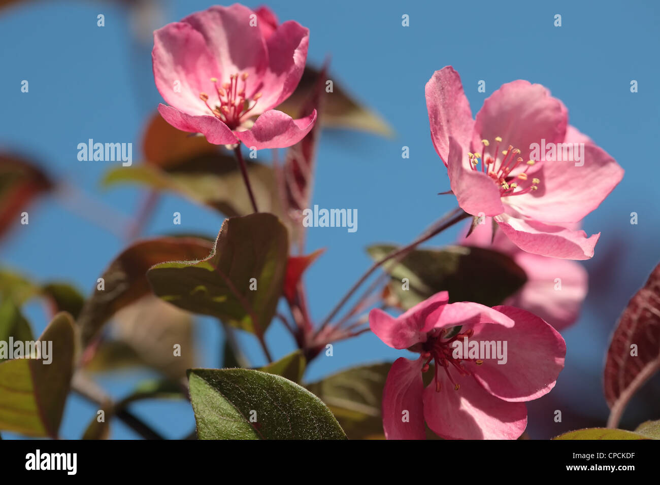 Close-up view of blossoming apple tree flowers. Malus x purpurea Stock ...
