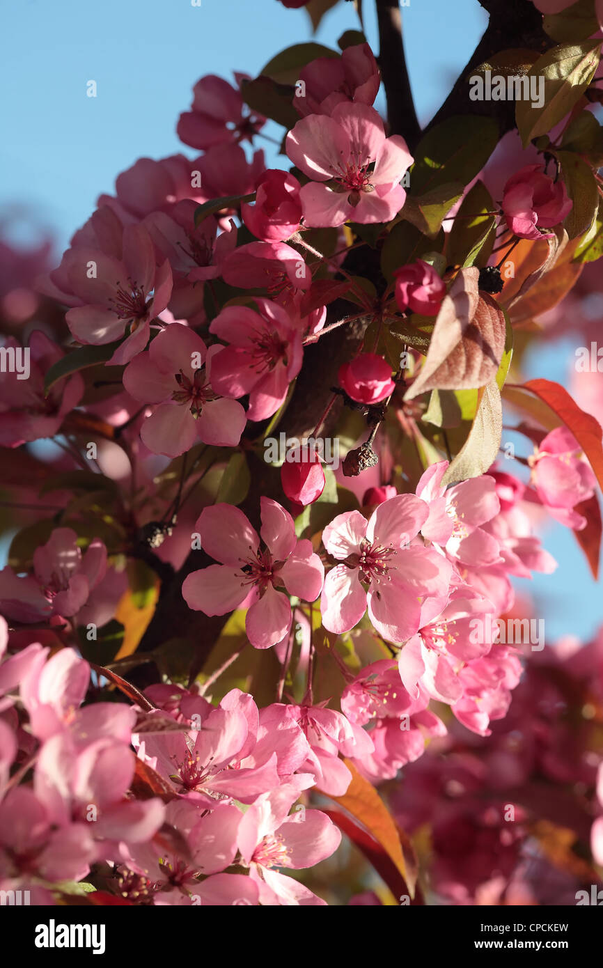 Close-up view of blossoming apple tree flowers. Malus x purpurea Stock ...