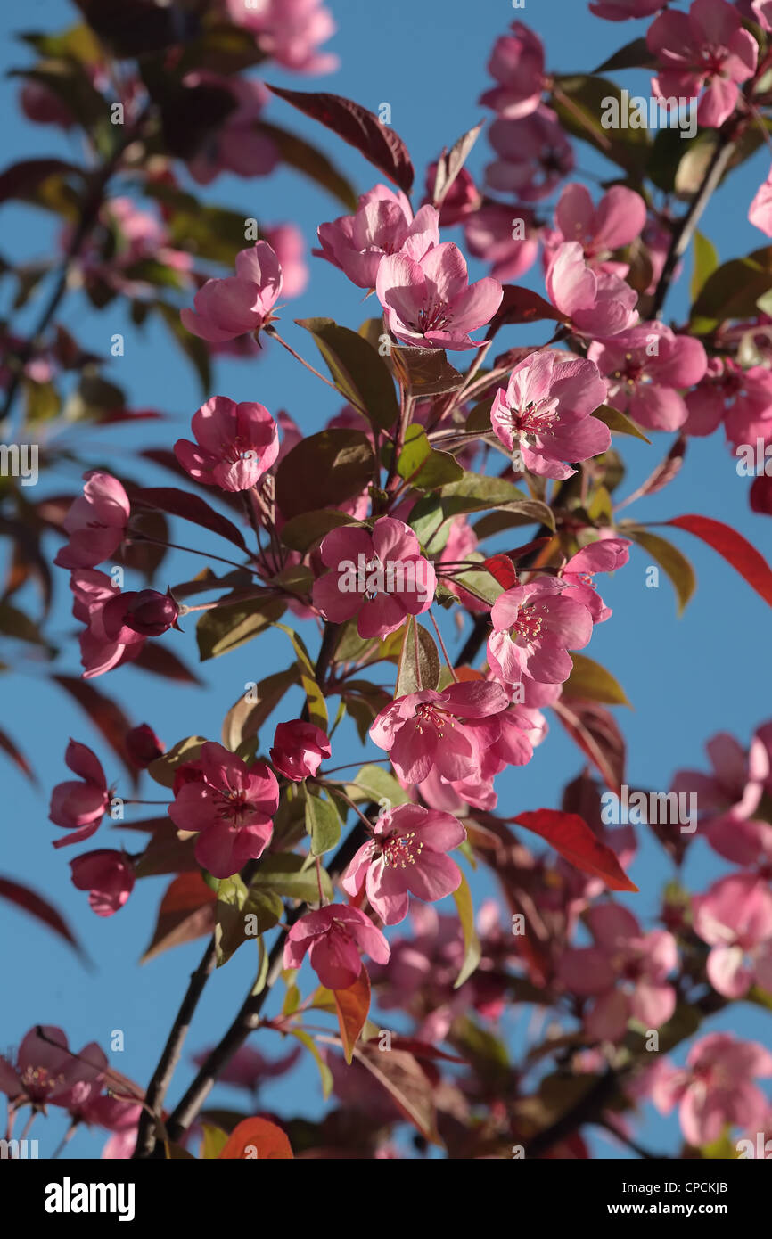 Close-up view of blossoming apple tree flowers. Malus x purpurea Stock ...