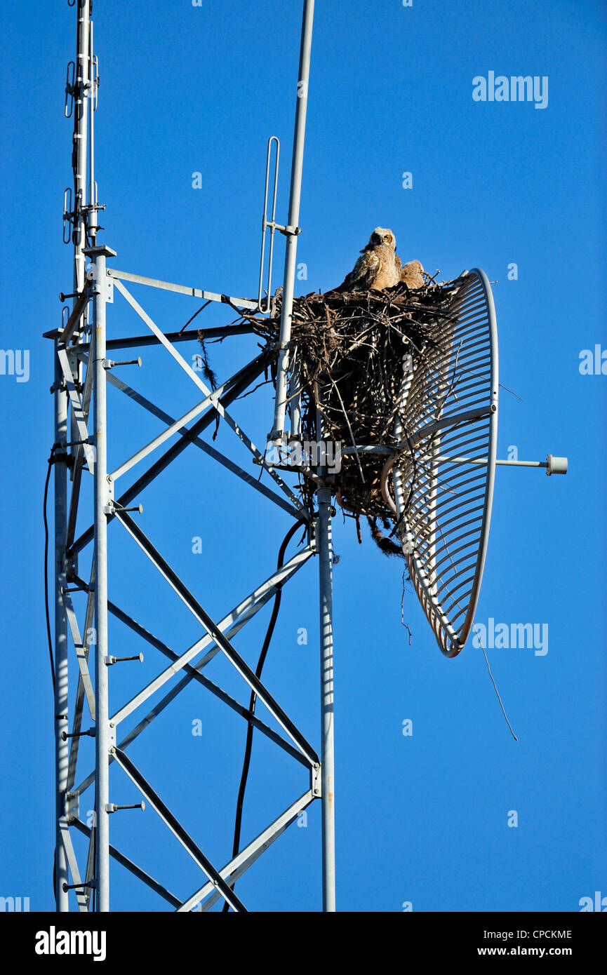 Towers owl hi-res stock photography and images - Alamy